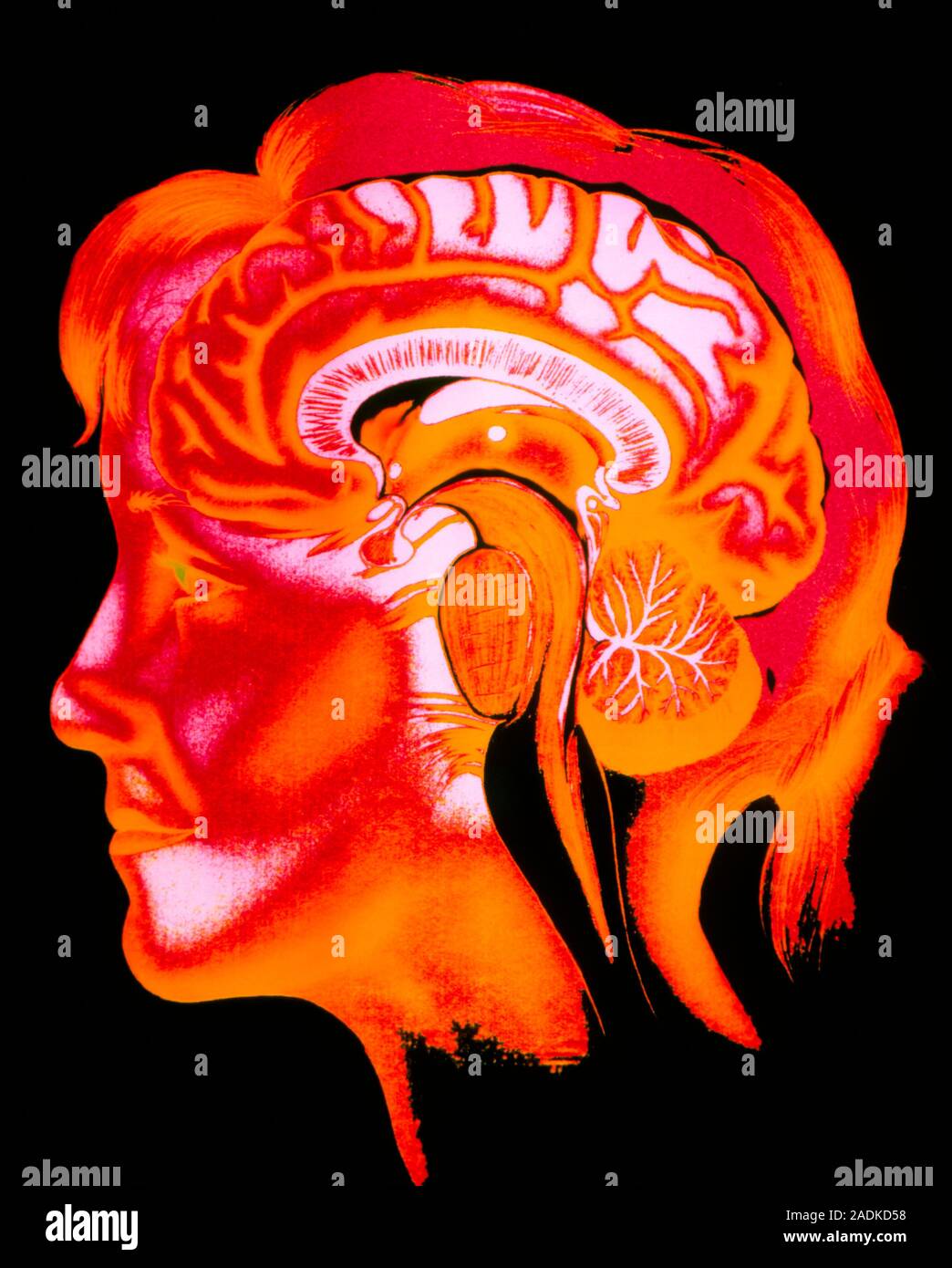 Human brain. Illustration of a normal brain inside a human head shown ...