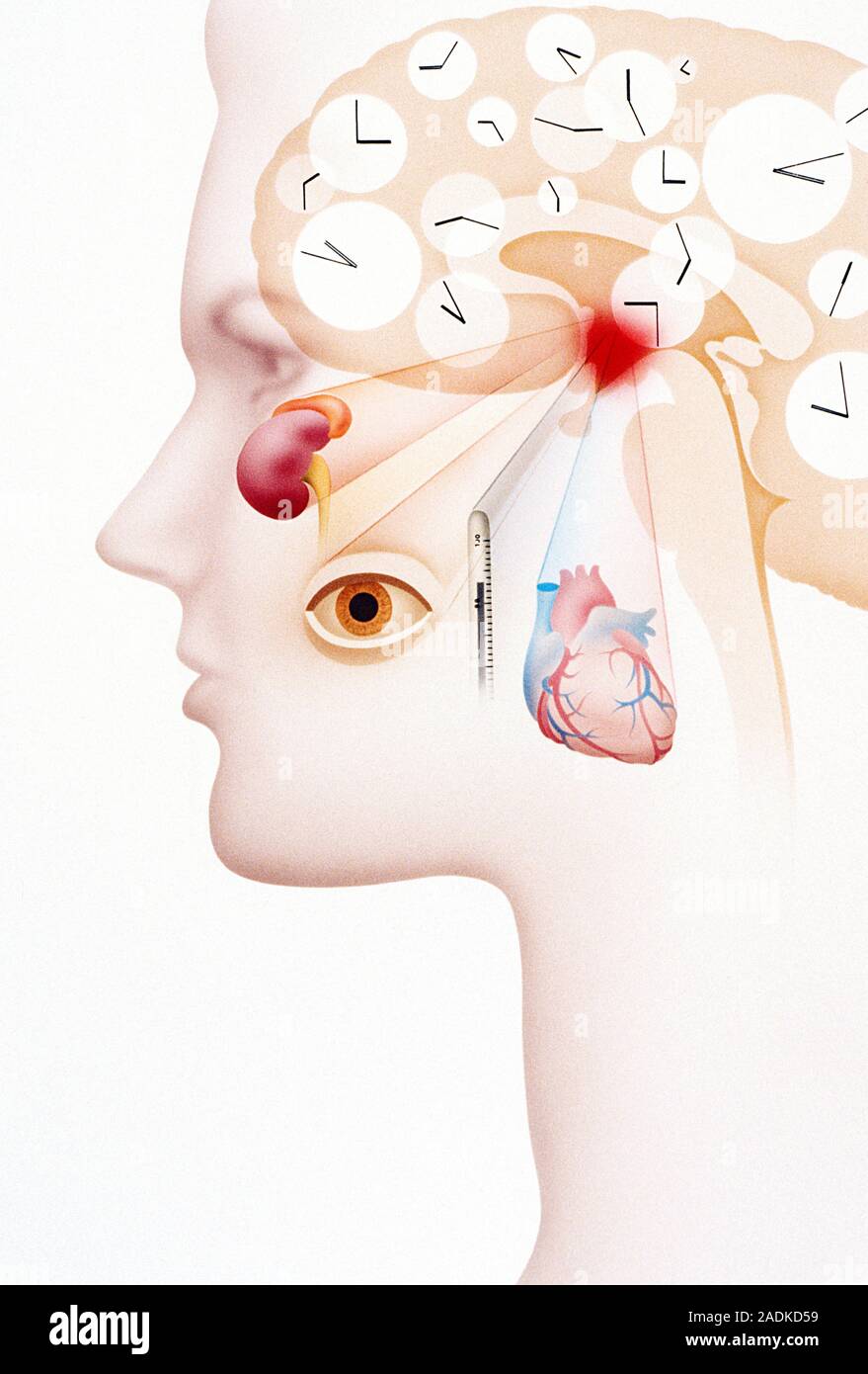 Biological Clock Illustration Of The Biological Clock That Controls