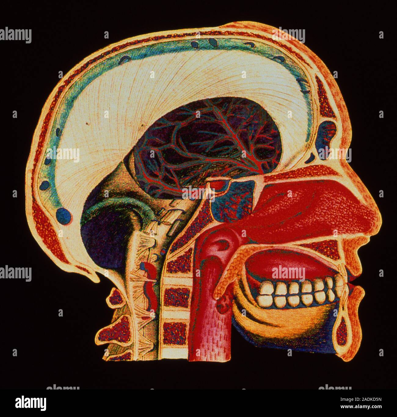 Brain. Computer-coloured illustration of a human head in side view ...