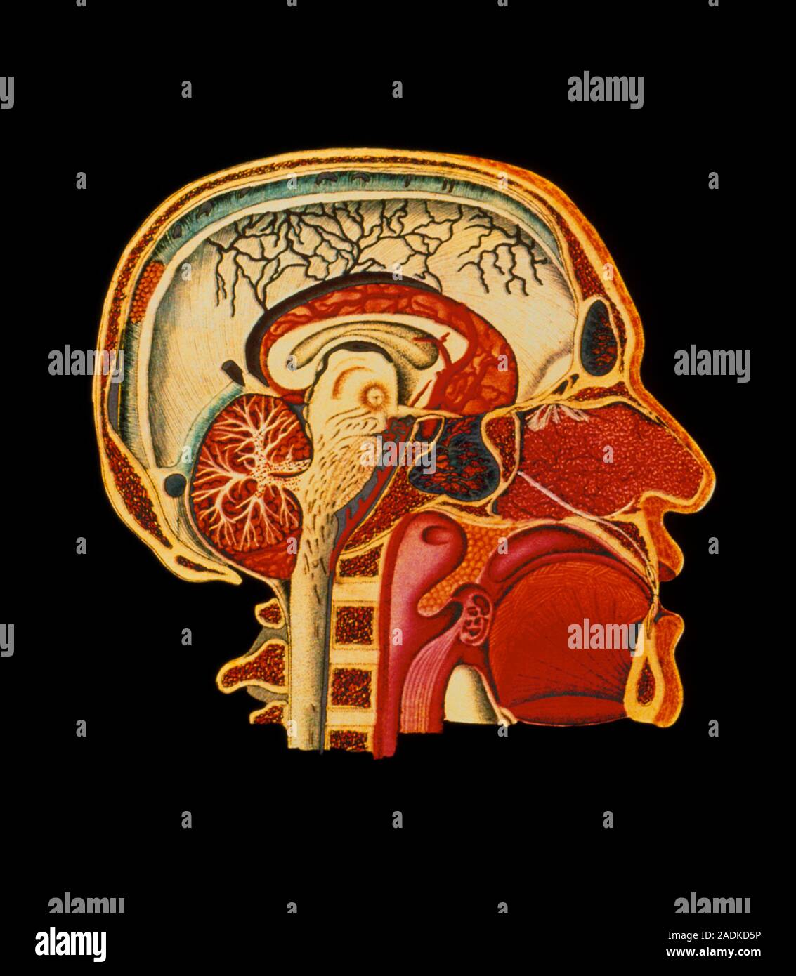 Brain. Computer-coloured illustration of a human head in side view ...