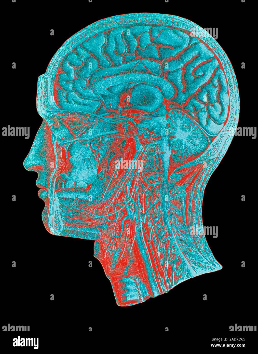 Brain. Computer-enhanced historical illustration of the sectioned human ...