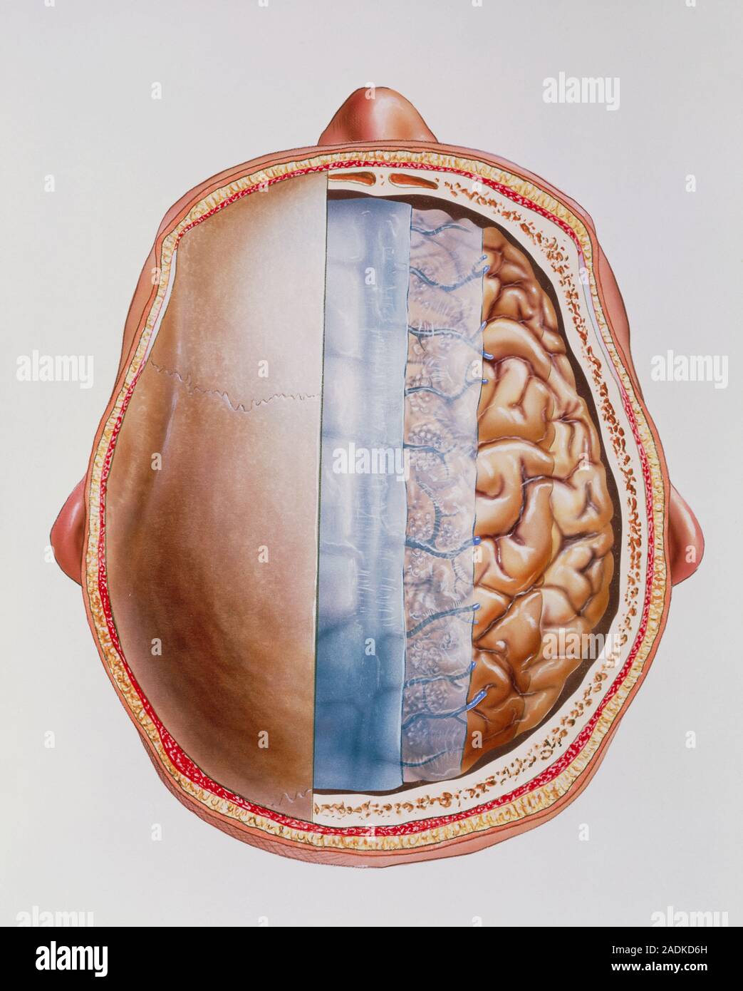 Brain membranes. Cutaway illustration of the top view of the human ...