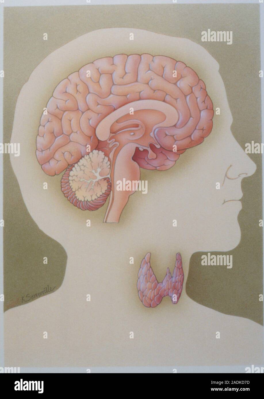 Brain & thyroid gland. Illustration of the outline of a human head ...