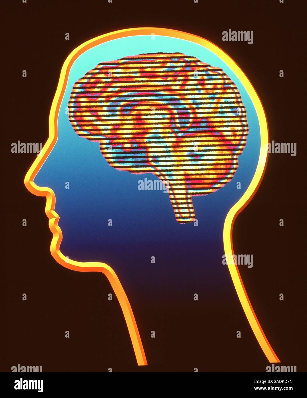 Brain. Computer illustration of a sagittal section of the brain seen on ...