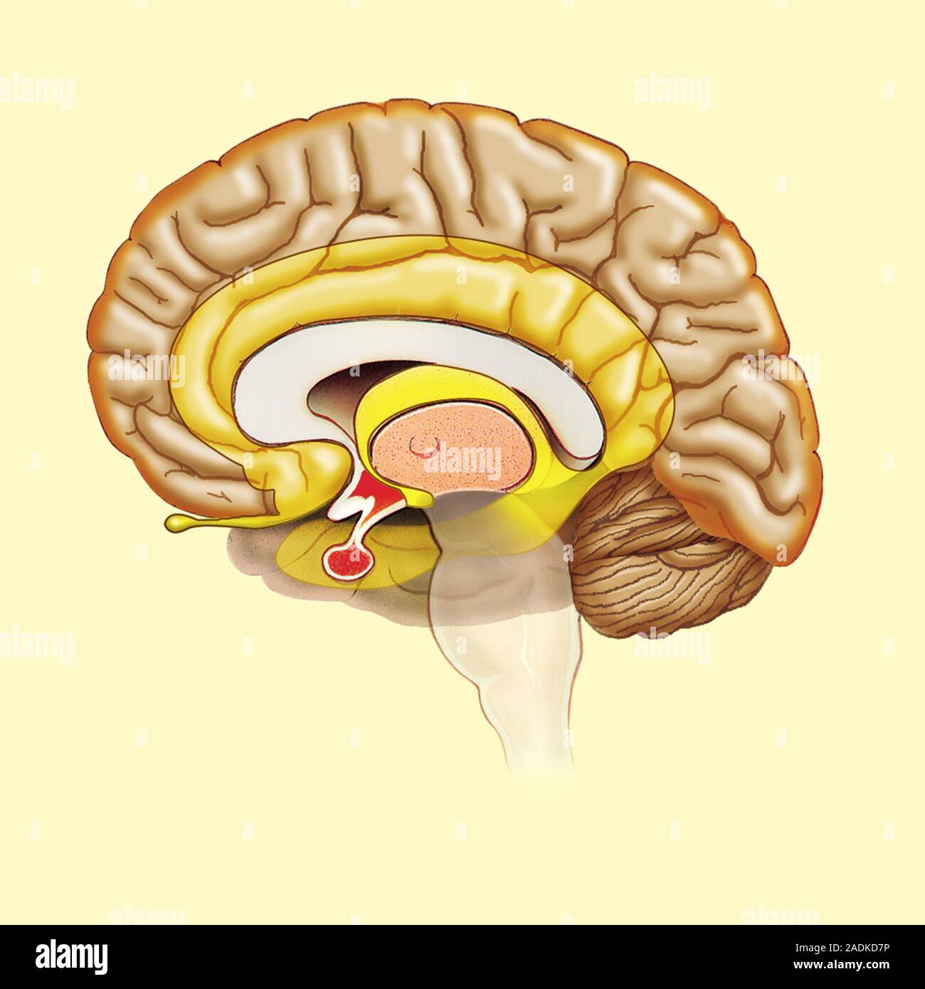 Brain. Artwork of a section through a healthy human brain. The main ...