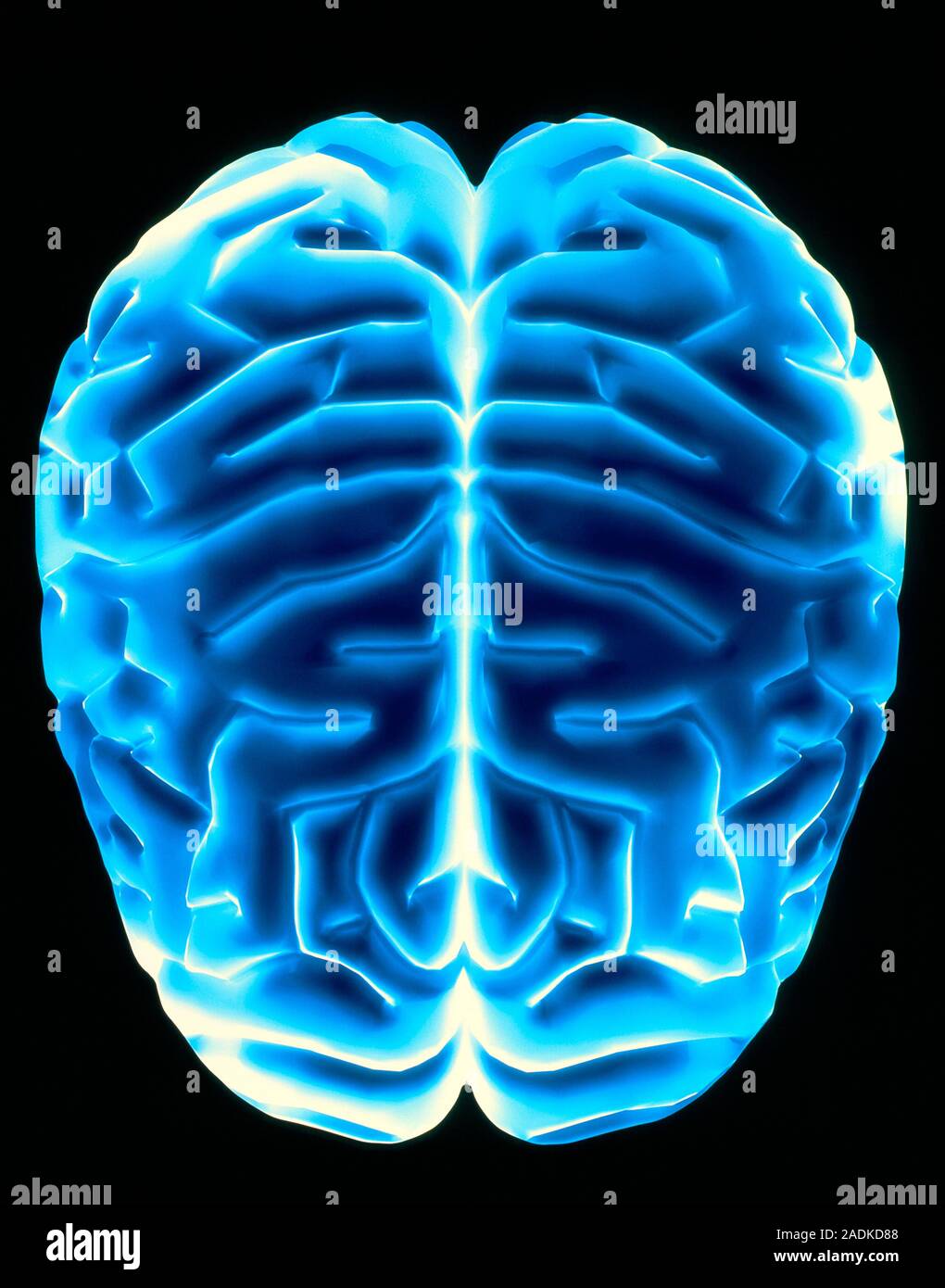 Brain. Computer artwork of a human brain, seen from above. The front of ...