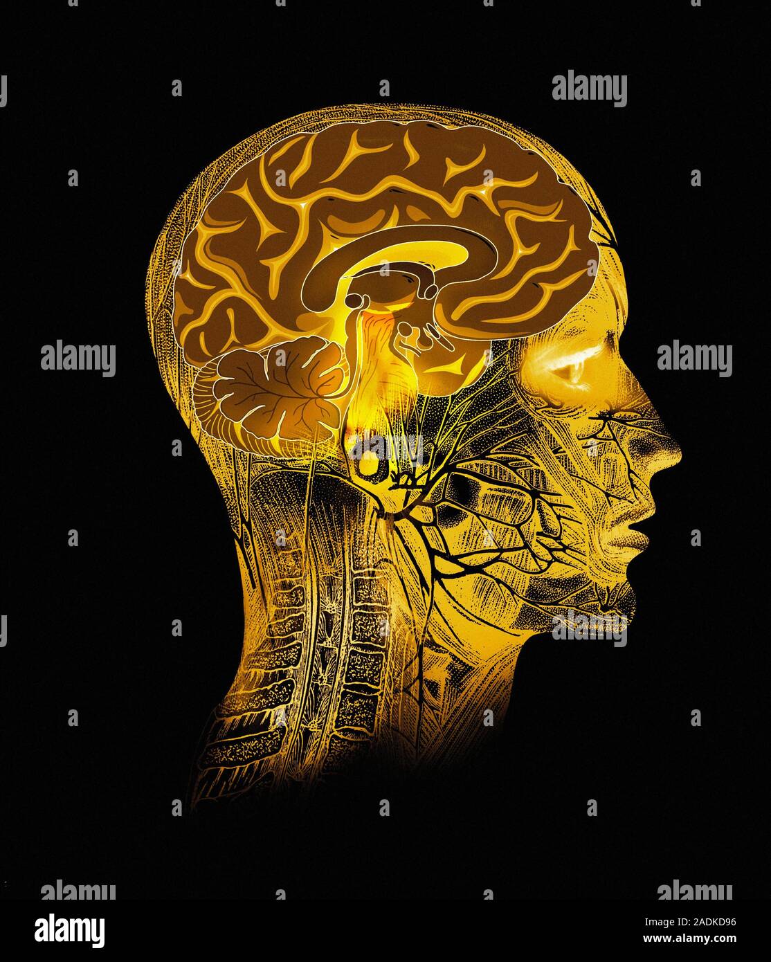 Brain anatomy. Artwork combining profiles of brain and head anatomy ...