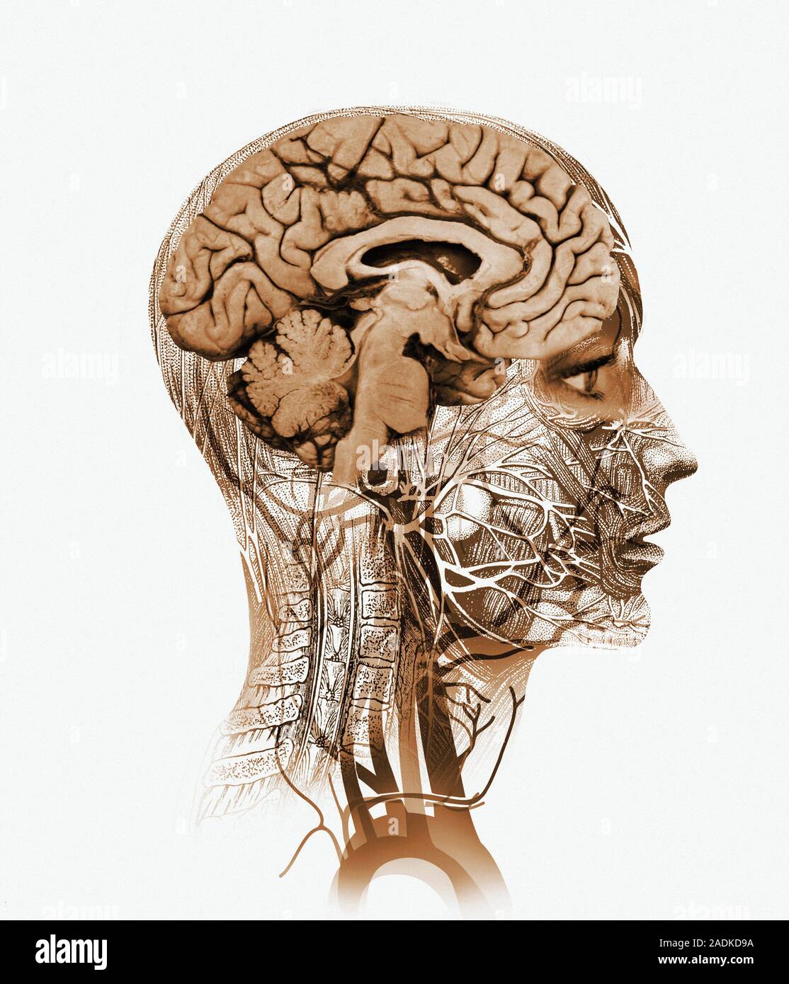 Brain anatomy. Artwork combining profiles of brain and head anatomy ...