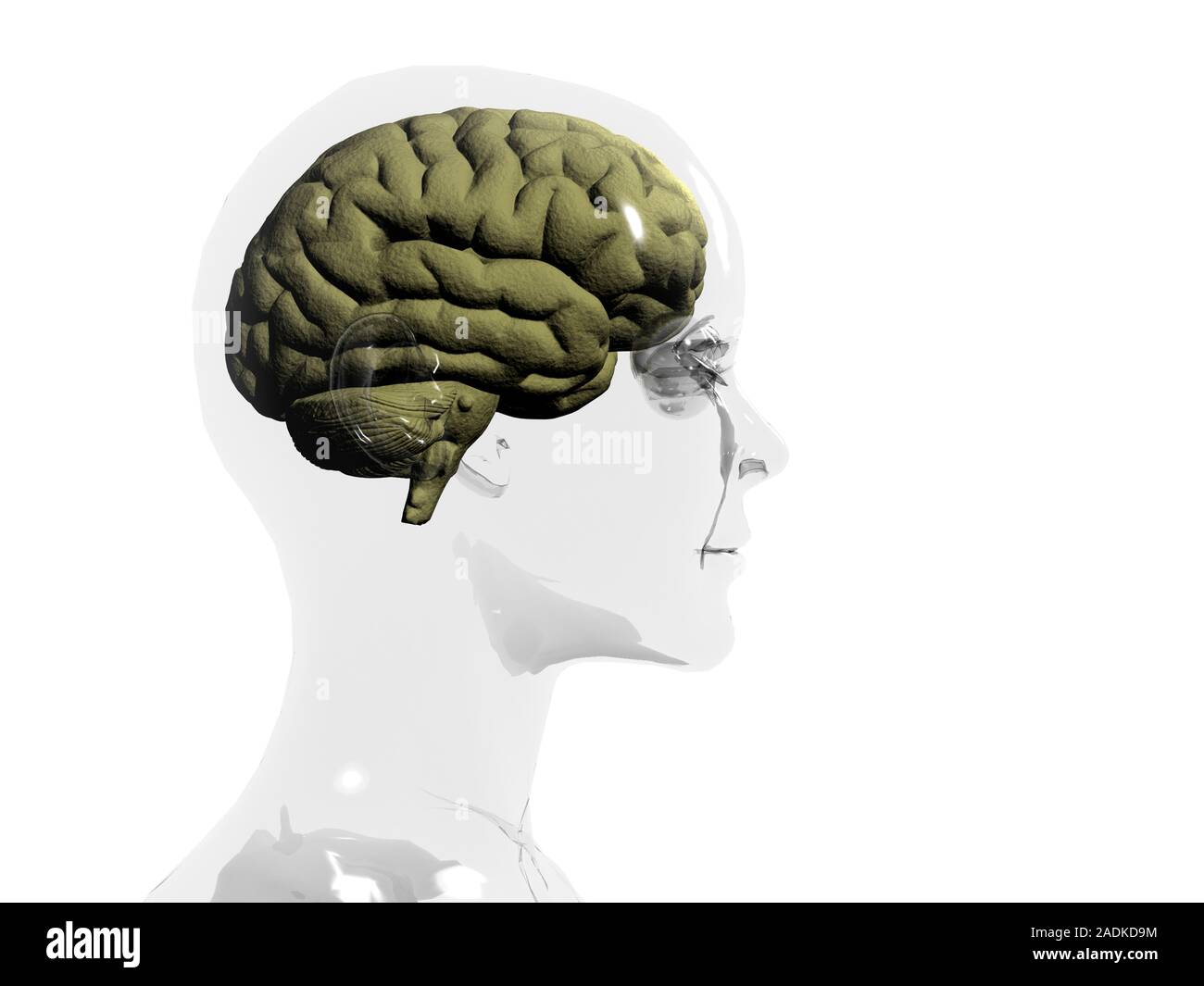 Brain. Computer artwork of a human brain in profile within a glass ...