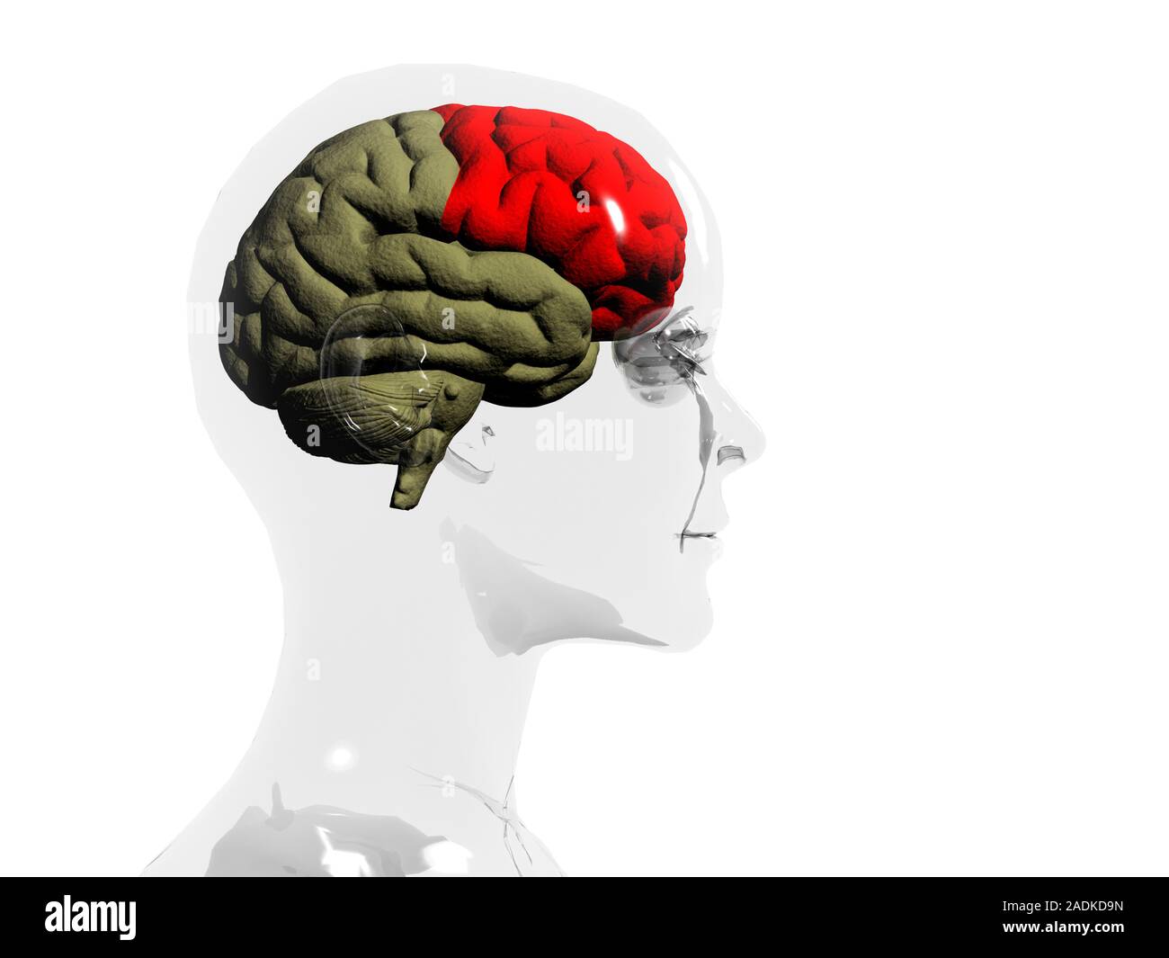 Brain, frontal lobe. Computer artwork of a human brain in profile ...