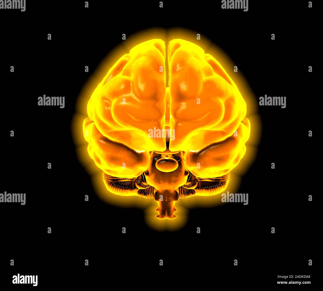 Human brain from the front, computer artwork. The largest part of the ...