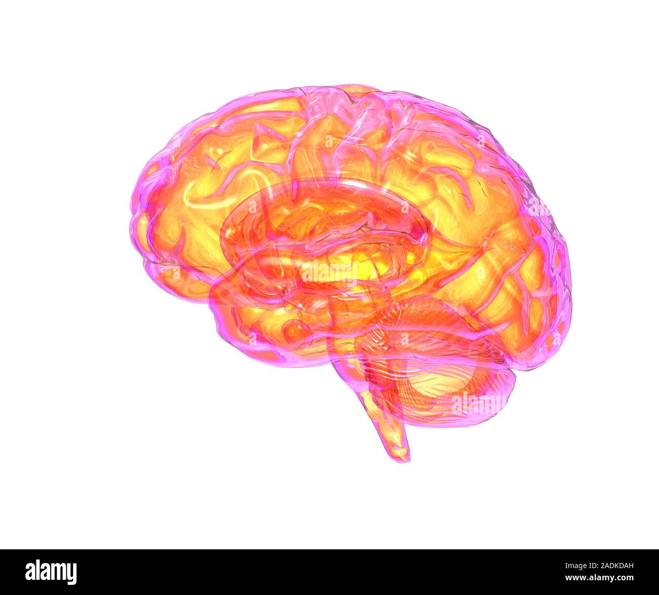 Human brain from the side, computer artwork. The largest part of the ...