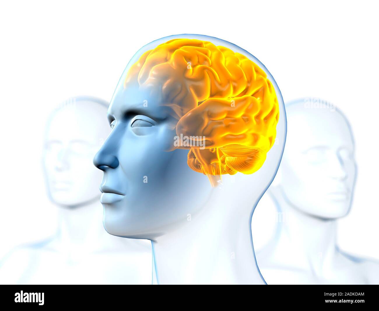 Human brain in a head, computer artwork. The largest part of the brain ...