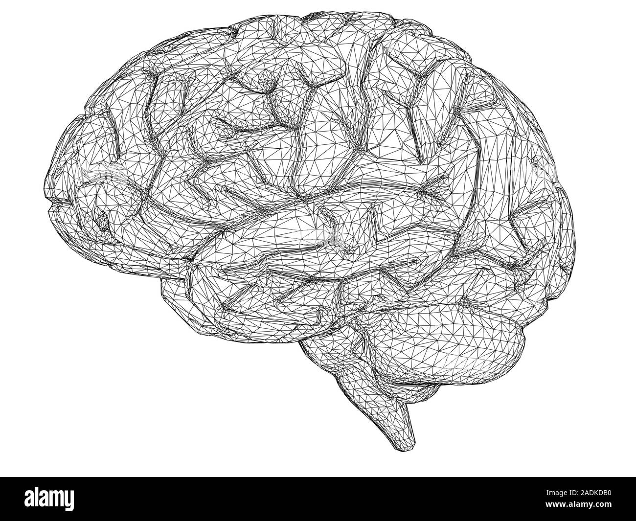 Brain. Wire-frame computer artwork of a side view of a healthy human ...
