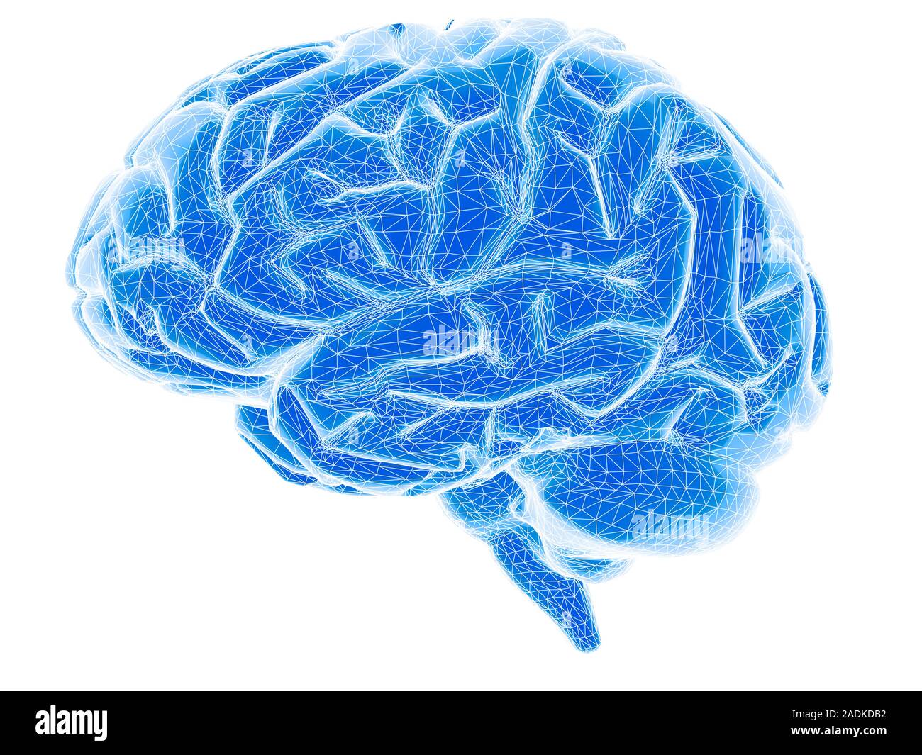 Brain. Wire-frame computer image of a side view of a healthy human ...