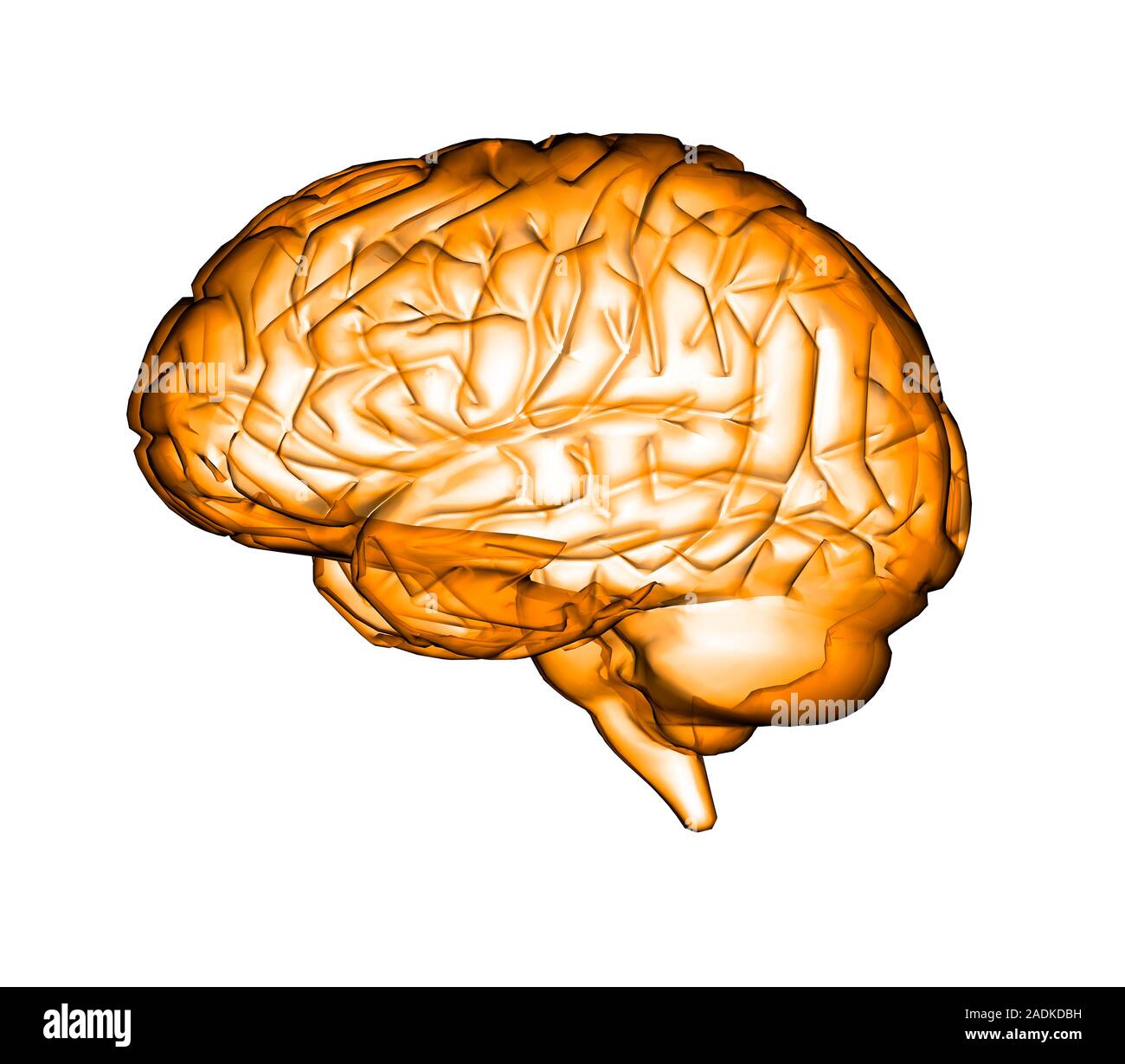 Human brain, side view, computer artwork. The front of the brain is at ...