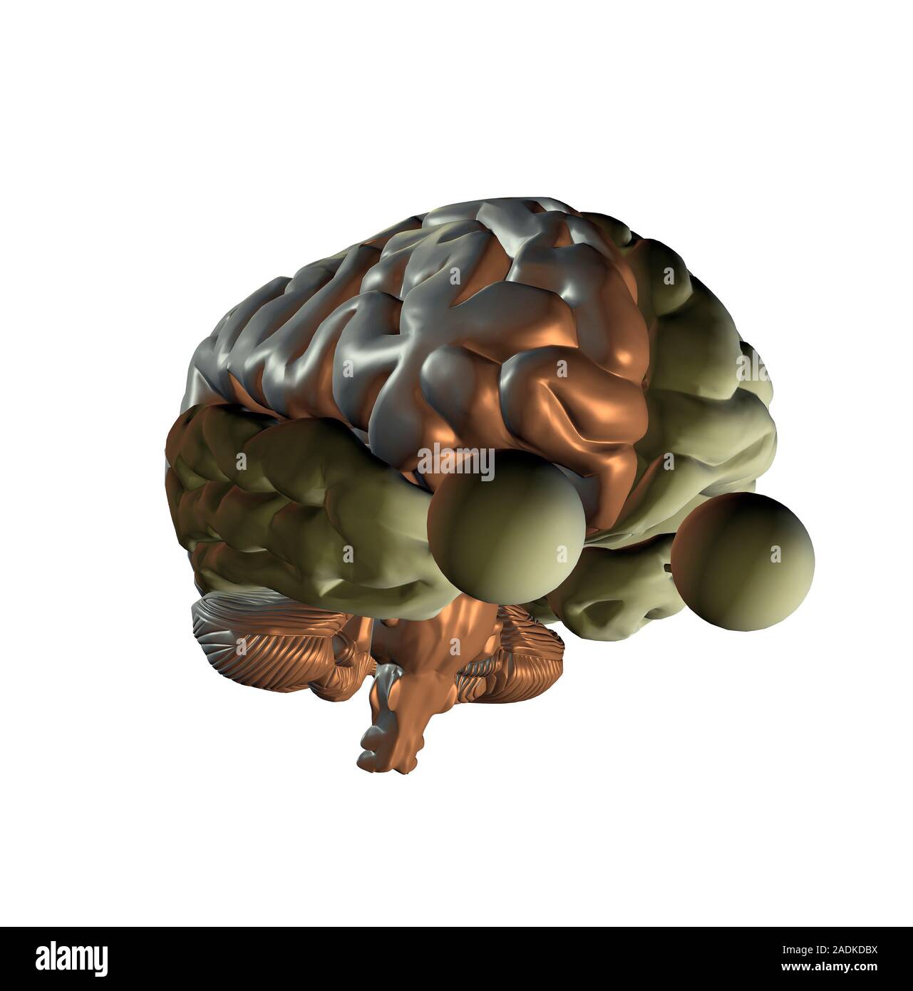 Brain anatomy. Computer artwork of a human brain, seen at an oblique ...