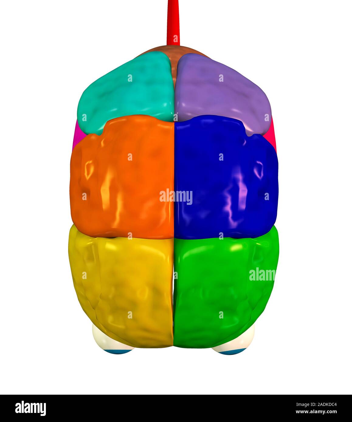 Brain anatomy. Computer artwork of a human brain seen from the top. The ...
