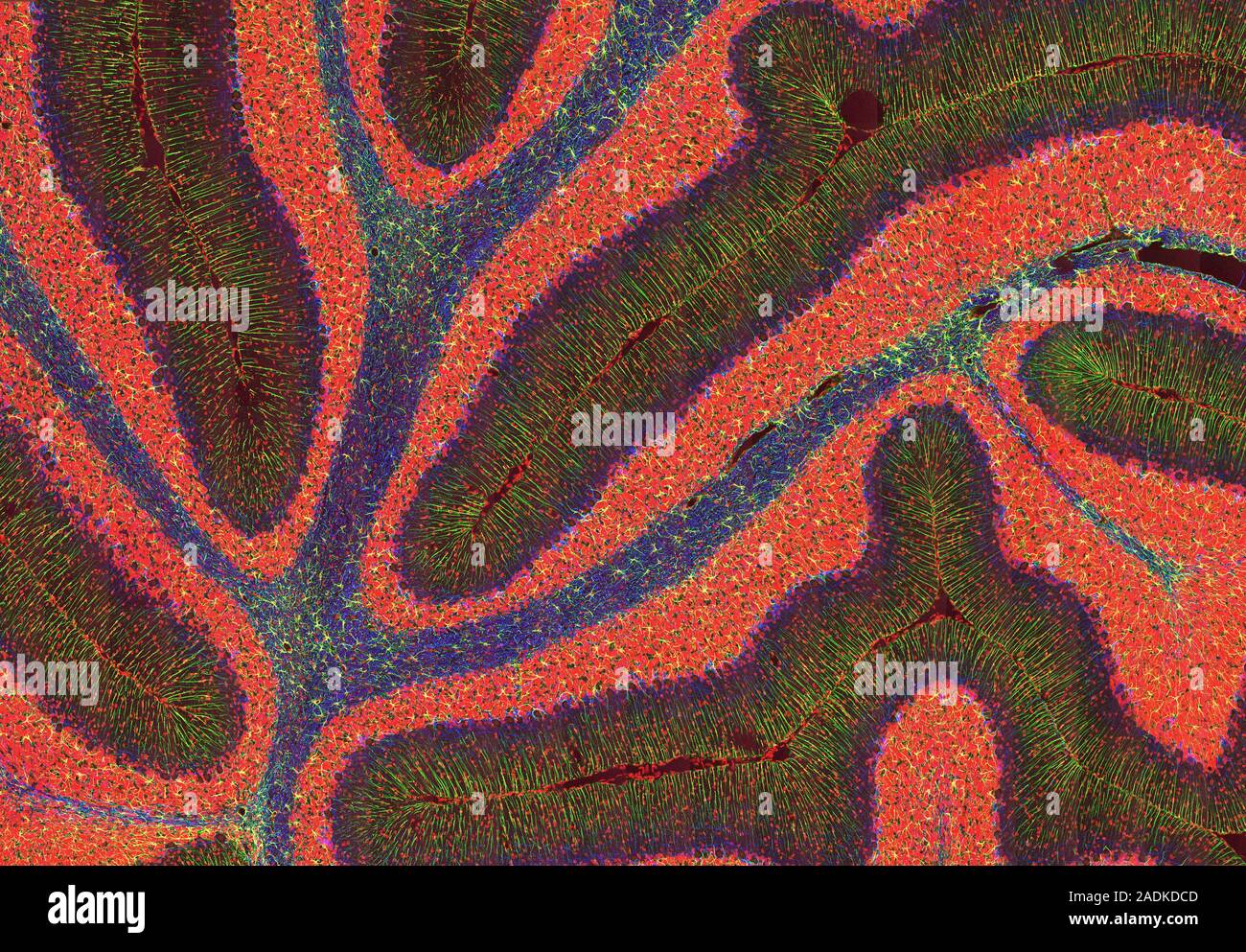 Cerebellum structure. Fluorescent light micrograph of a section through ...
