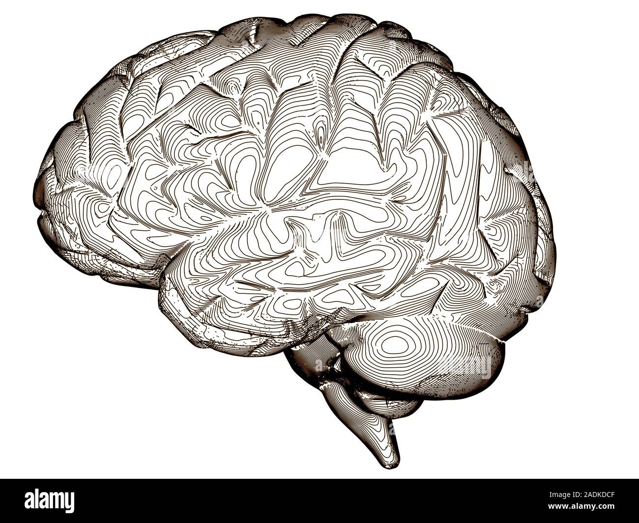 Contour map of the brain, computer artwork. The contours on this map ...
