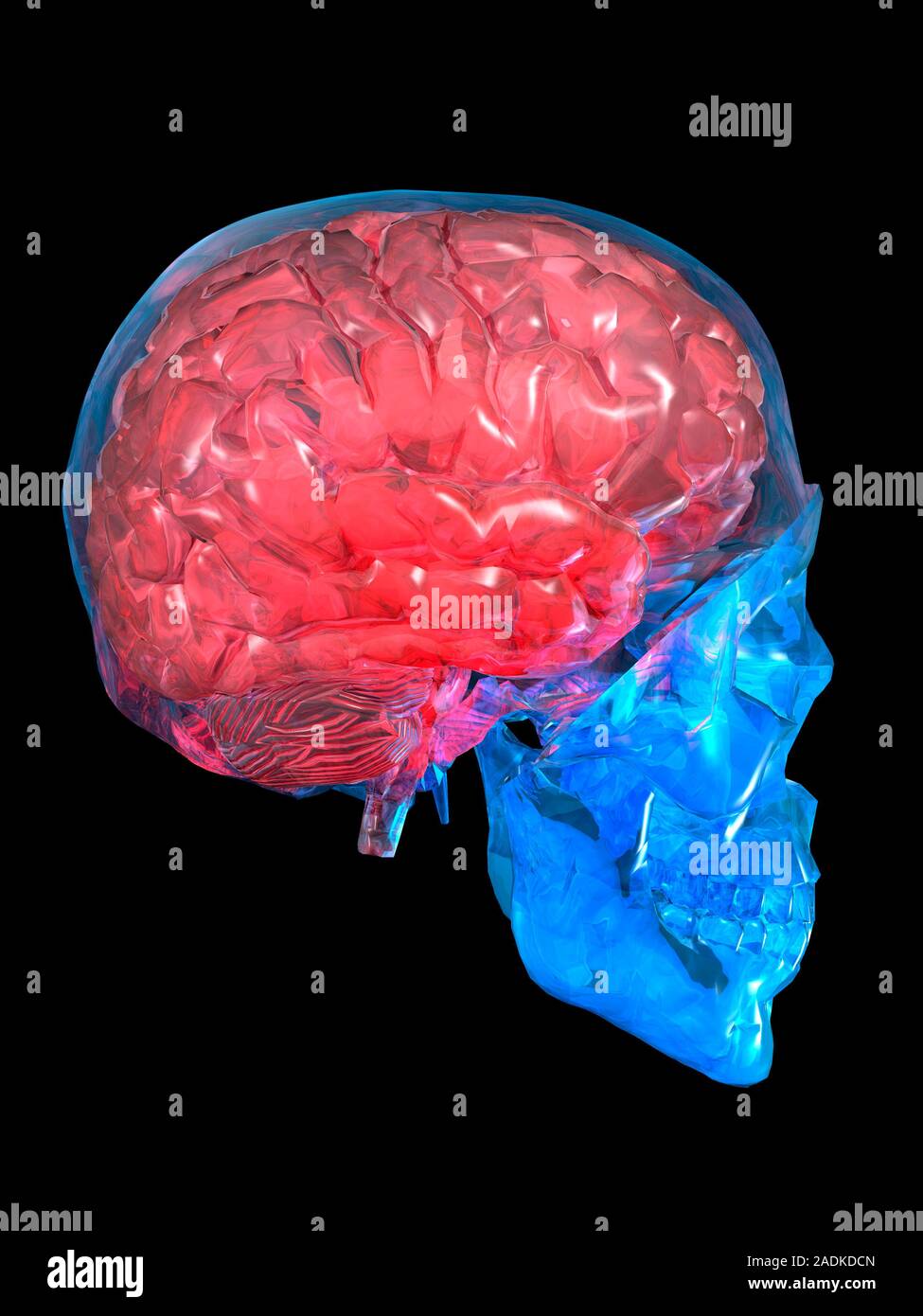 Human brain in the skull, computer artwork. The largest part of the ...