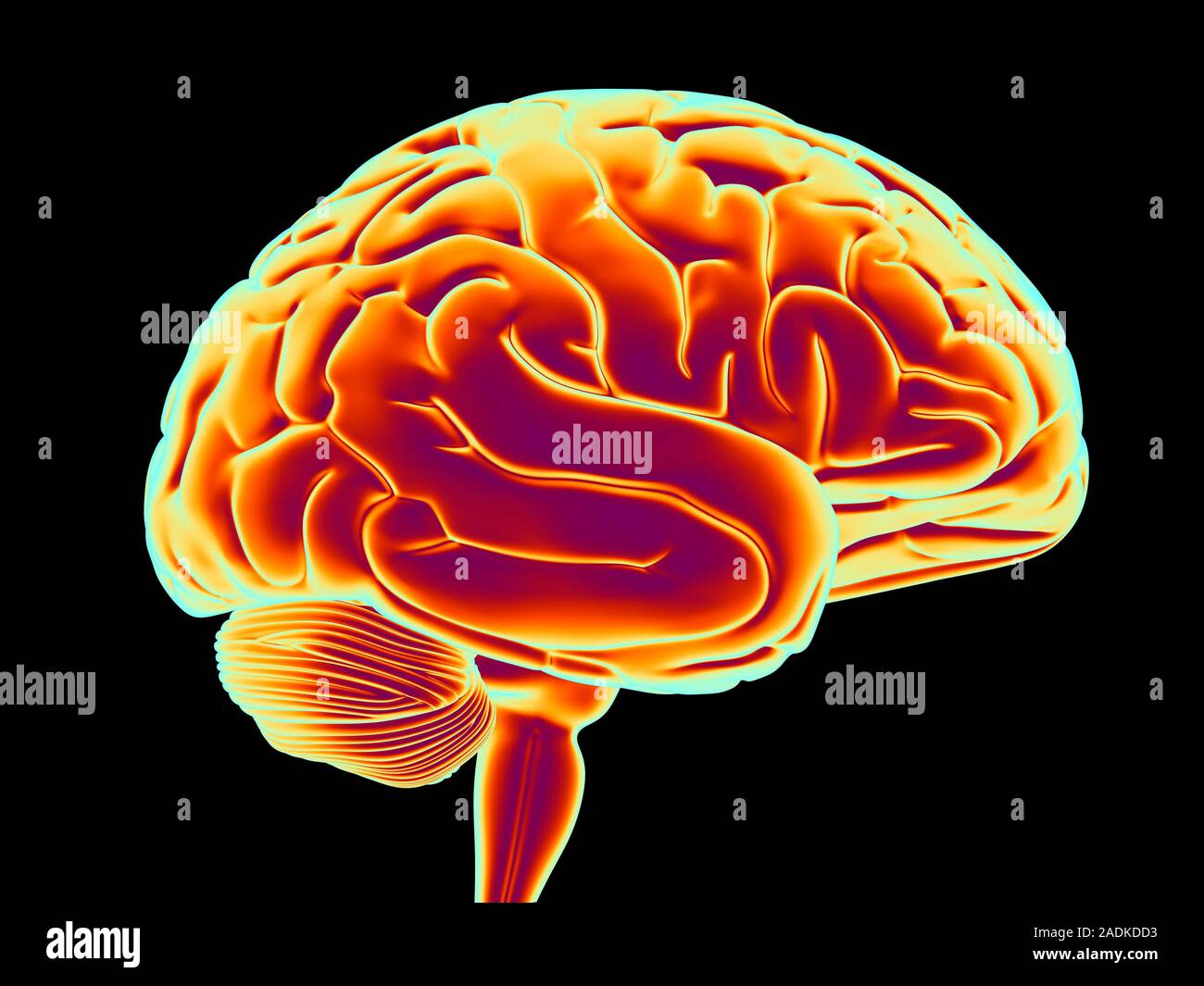 Human brain. Computer artwork of a healthy brain. The front of the ...