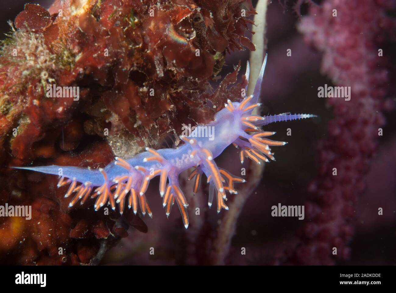 Flabellinidae nudis like this Flabellina ischitana are quite common in ...