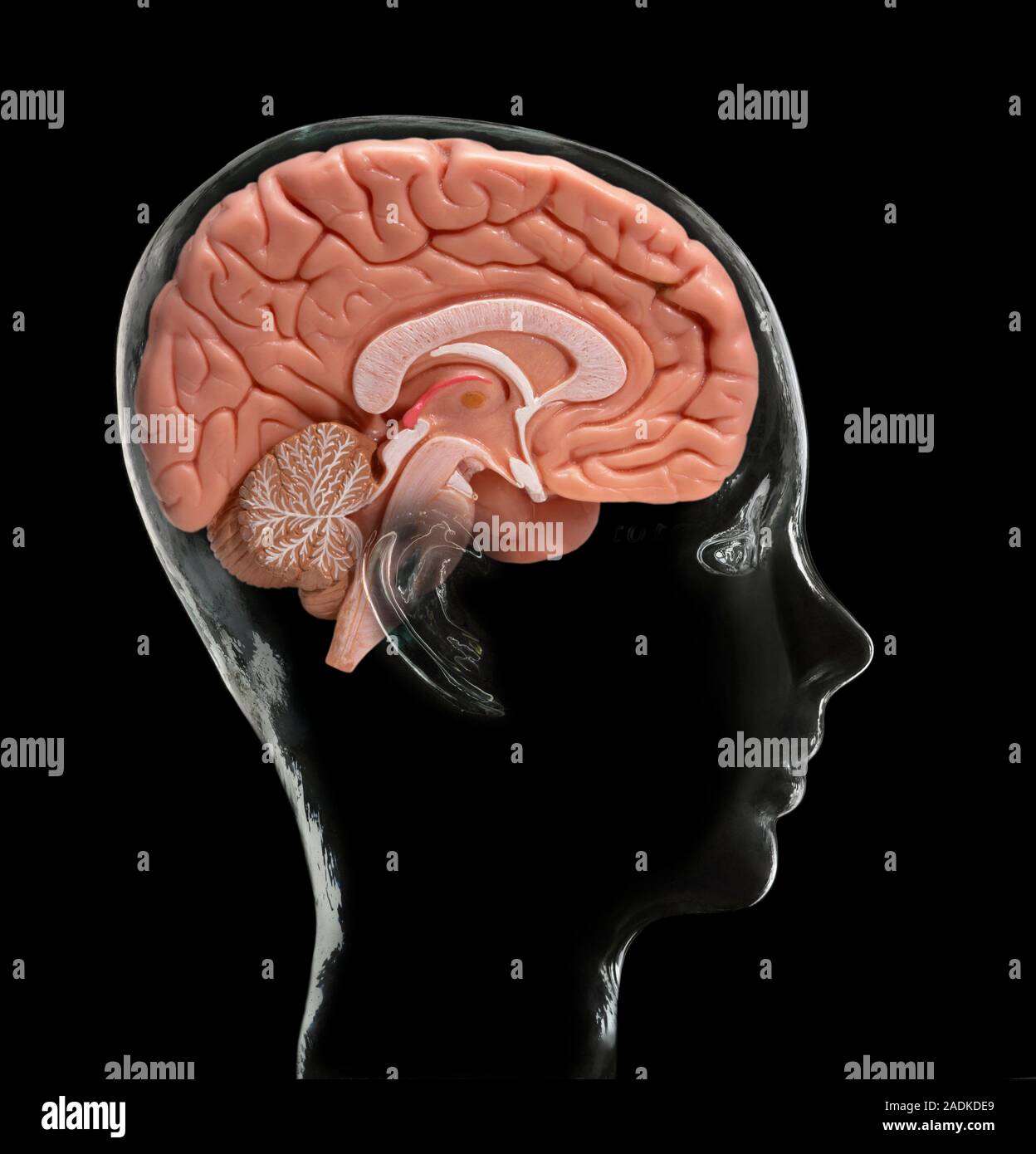 Human brain, model. Composite image of a sectioned model human brain ...