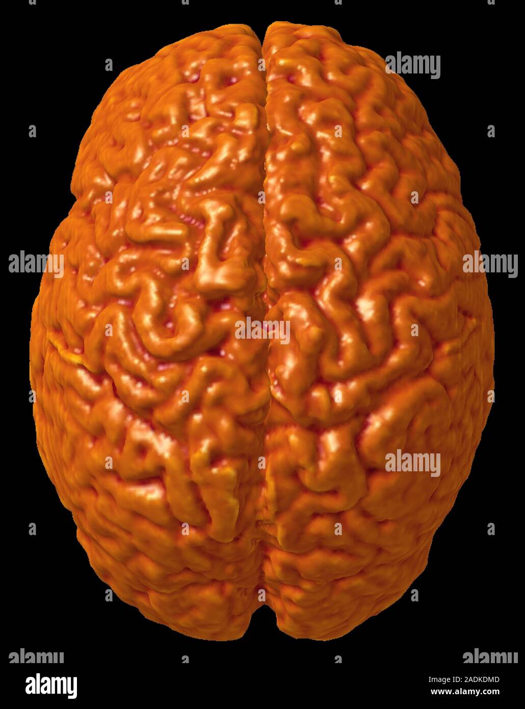 3-D brain scan. Coloured three-dimensional magnetic resonance imaging (MRI) scan of the healthy ...