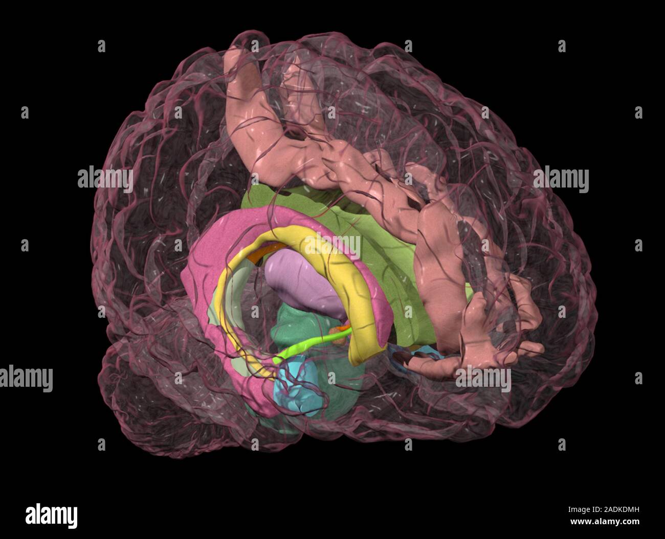 Limbic system. Coloured three-dimensional magnetic resonance imaging ...