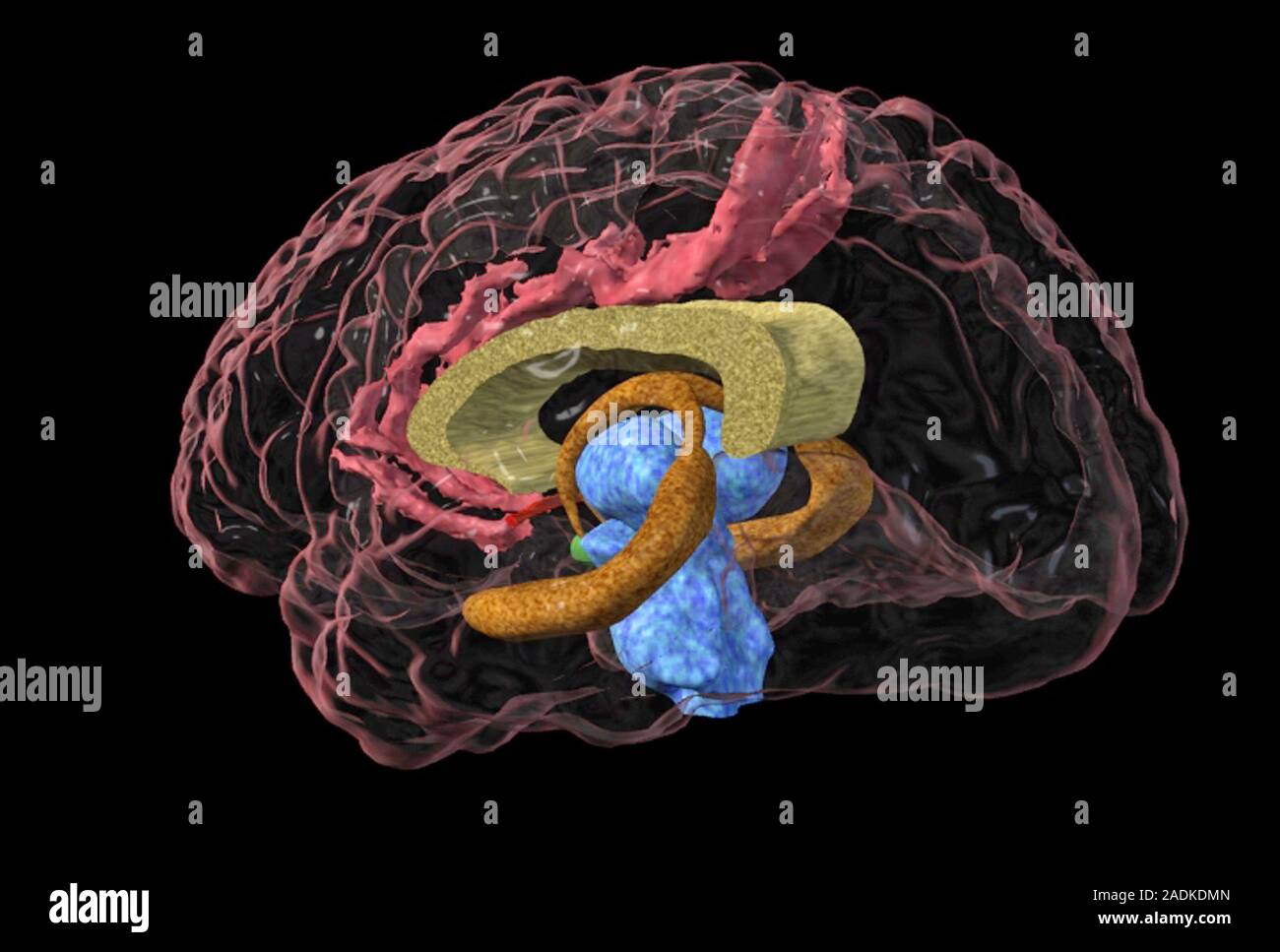 Limbic system. Coloured three-dimensional magnetic resonance imaging ...