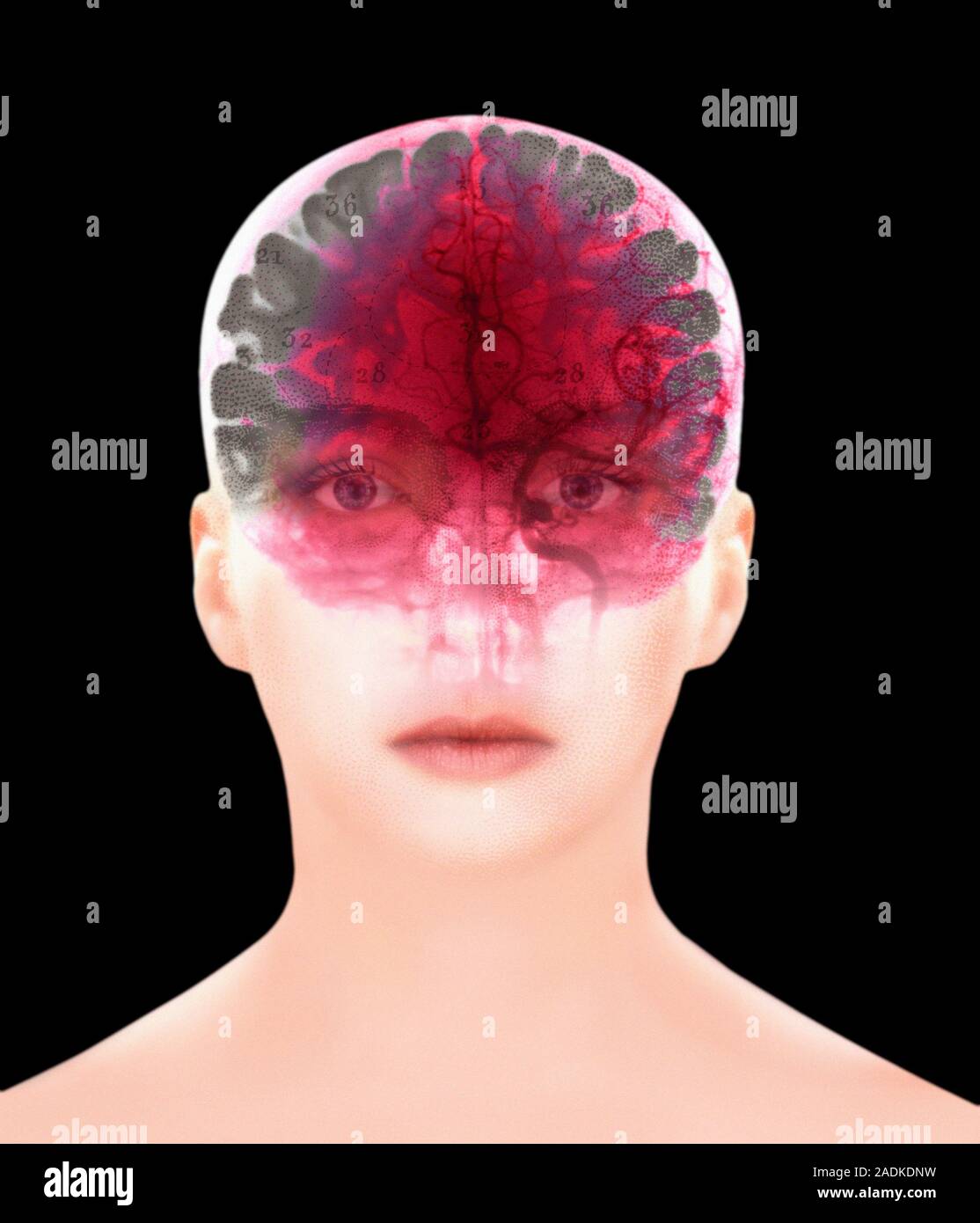 Brain scan. Computer artwork of a human head with a brain scan showing ...
