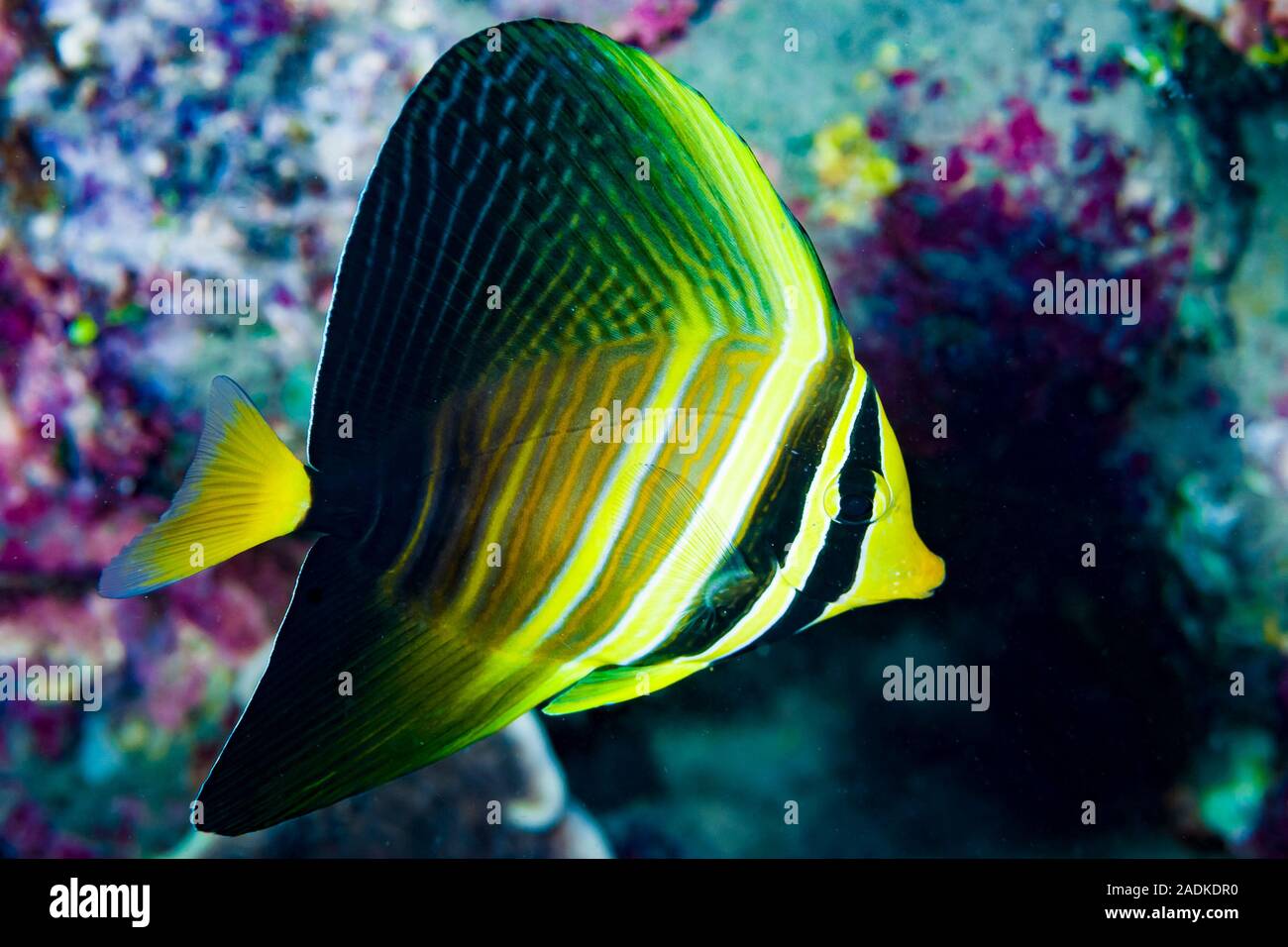 Pacific Sailfin Tang