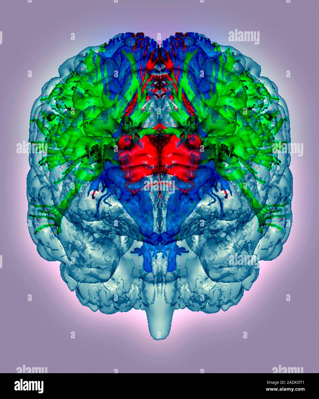 White matter fibres. Frontal coloured 3D diffusion tensor imaging (DTI) scan of a healthy brain ...
