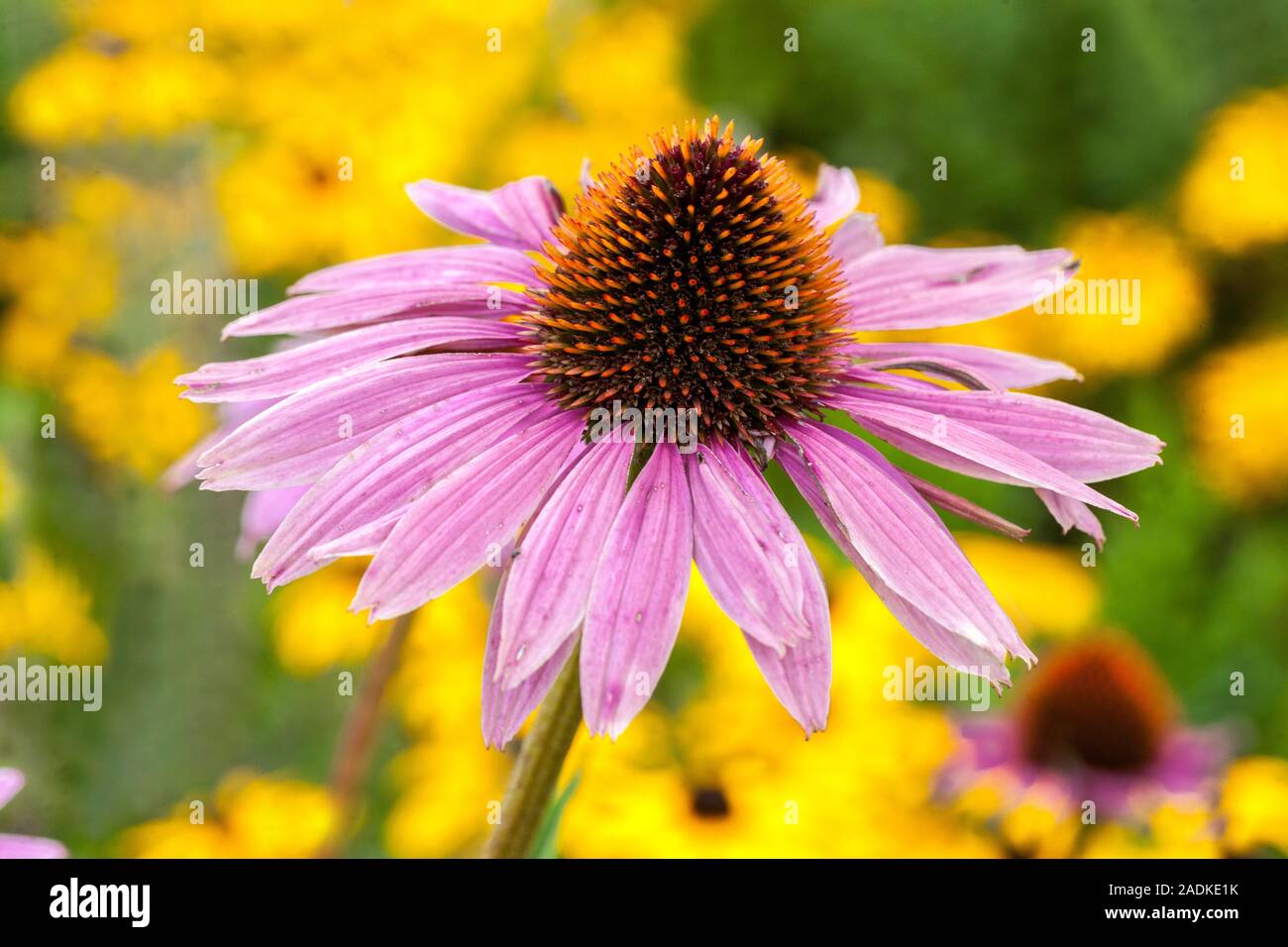 A single Purple coneflower "Magnus" Echinacea flower Echinacea purpurea ...
