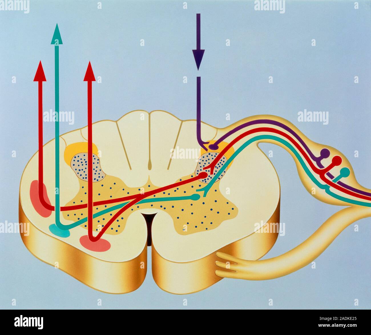 Pain pathways. Artwork of a spinal cord section showing pain pathways ...