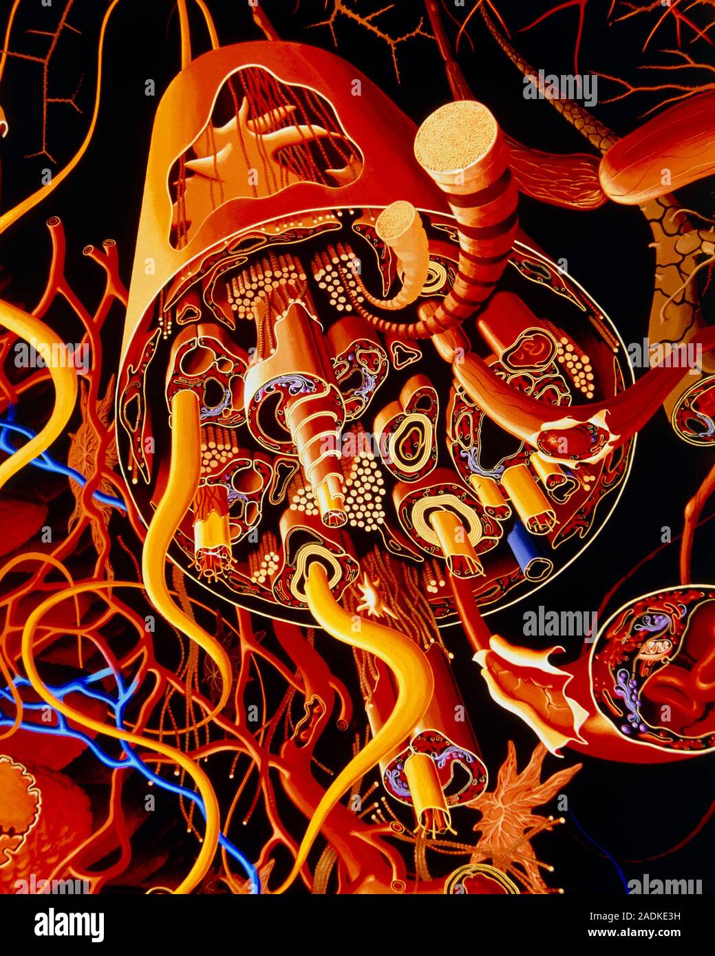 Nerve. Cutaway artwork of the contents of a human nerve. Many axons ...