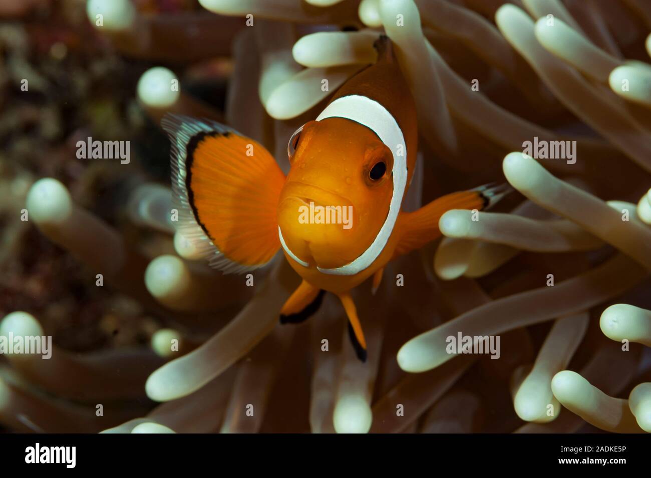 Anemonefish (or Clownfish) live in a symbiotic relationship with sea ...