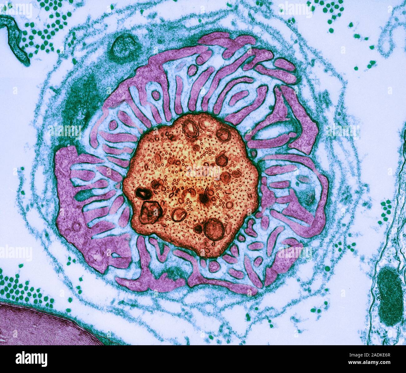 Nerve fibre node. Coloured transmission electron micrograph (TEM) of a ...