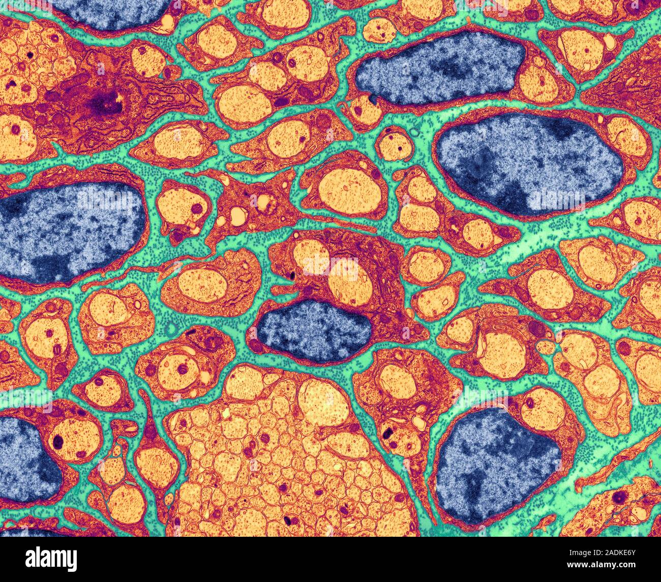Myelination of nerve fibres. Coloured transmission electron micrograph (TEM) of Schwann cells ...