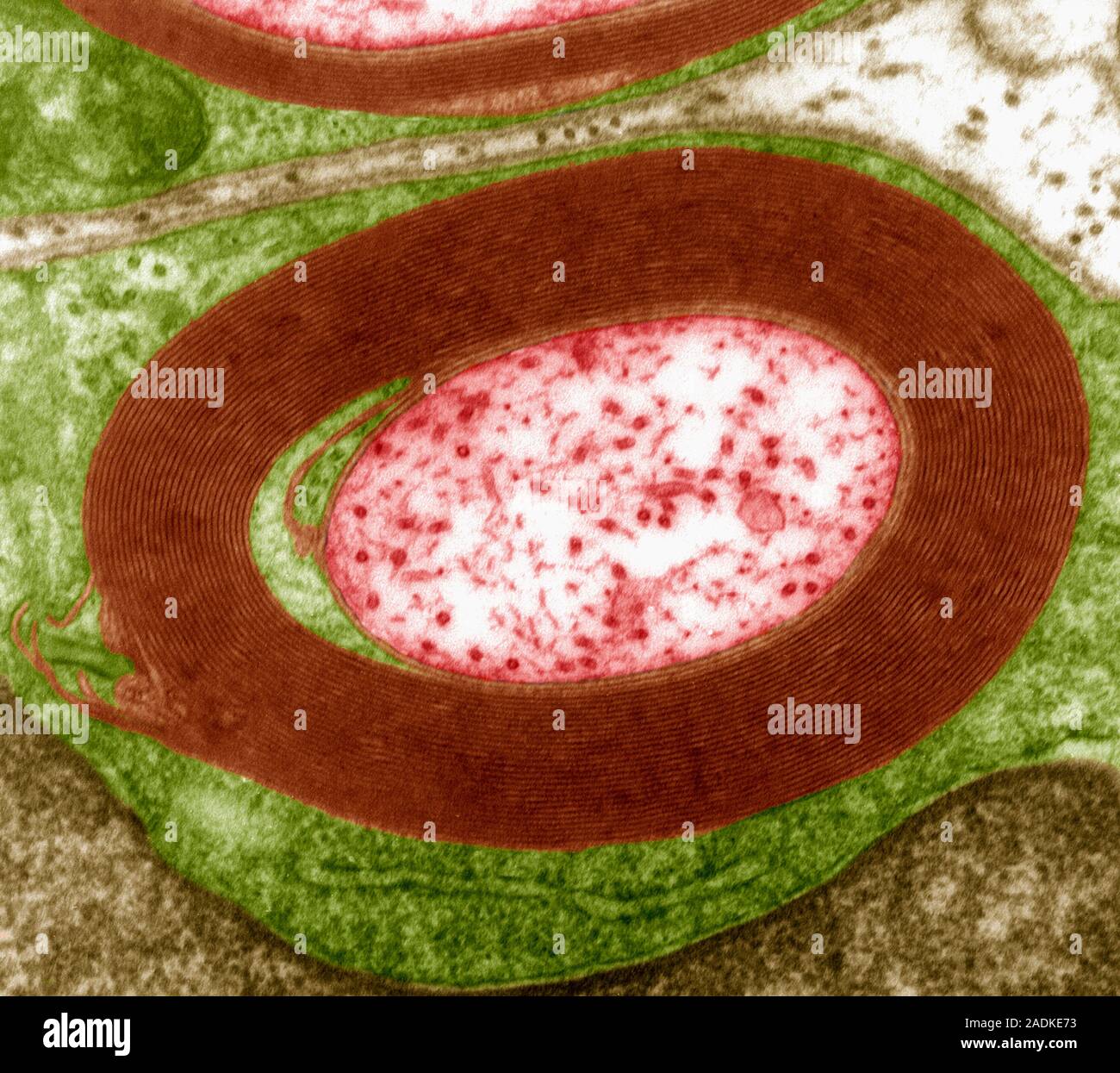 Myelinated nerve. Coloured transmission electron micrograph (TEM) of a ...