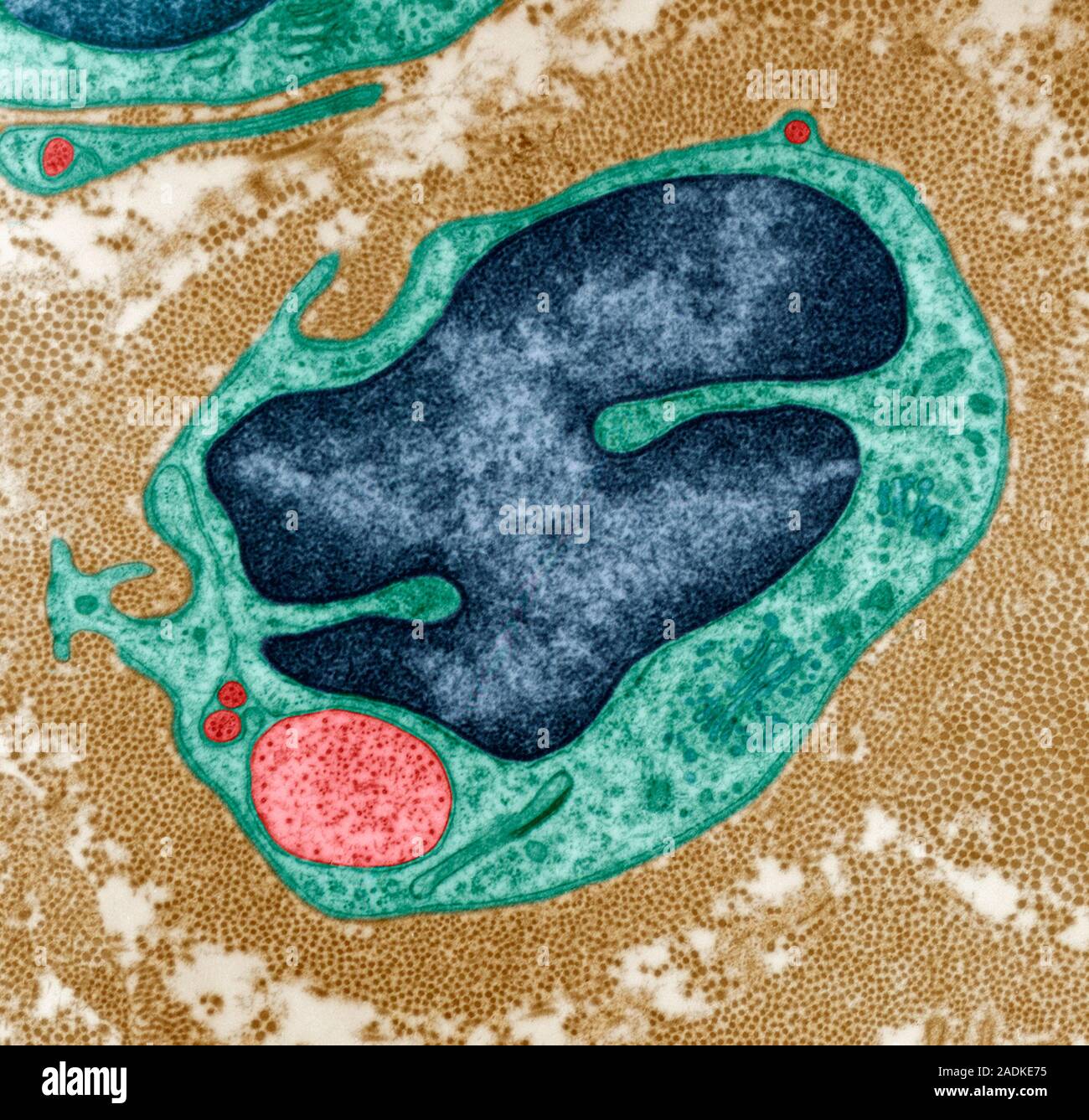 Regenerating nerve cell. Coloured transmission electron micrograph (TEM ...
