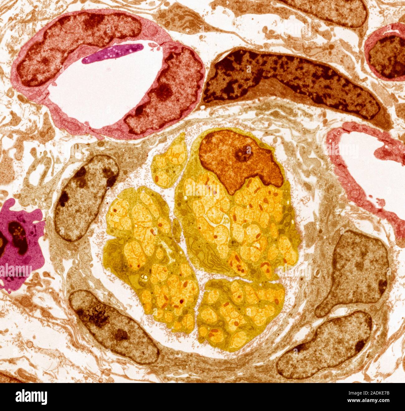 Neurovascular bundle. Coloured transmission electron micrograph (TEM ...