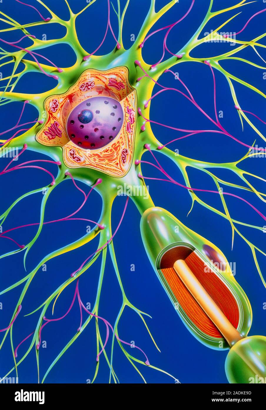 Illustration of a nerve cell, or neuron. At above centre is the nerve ...