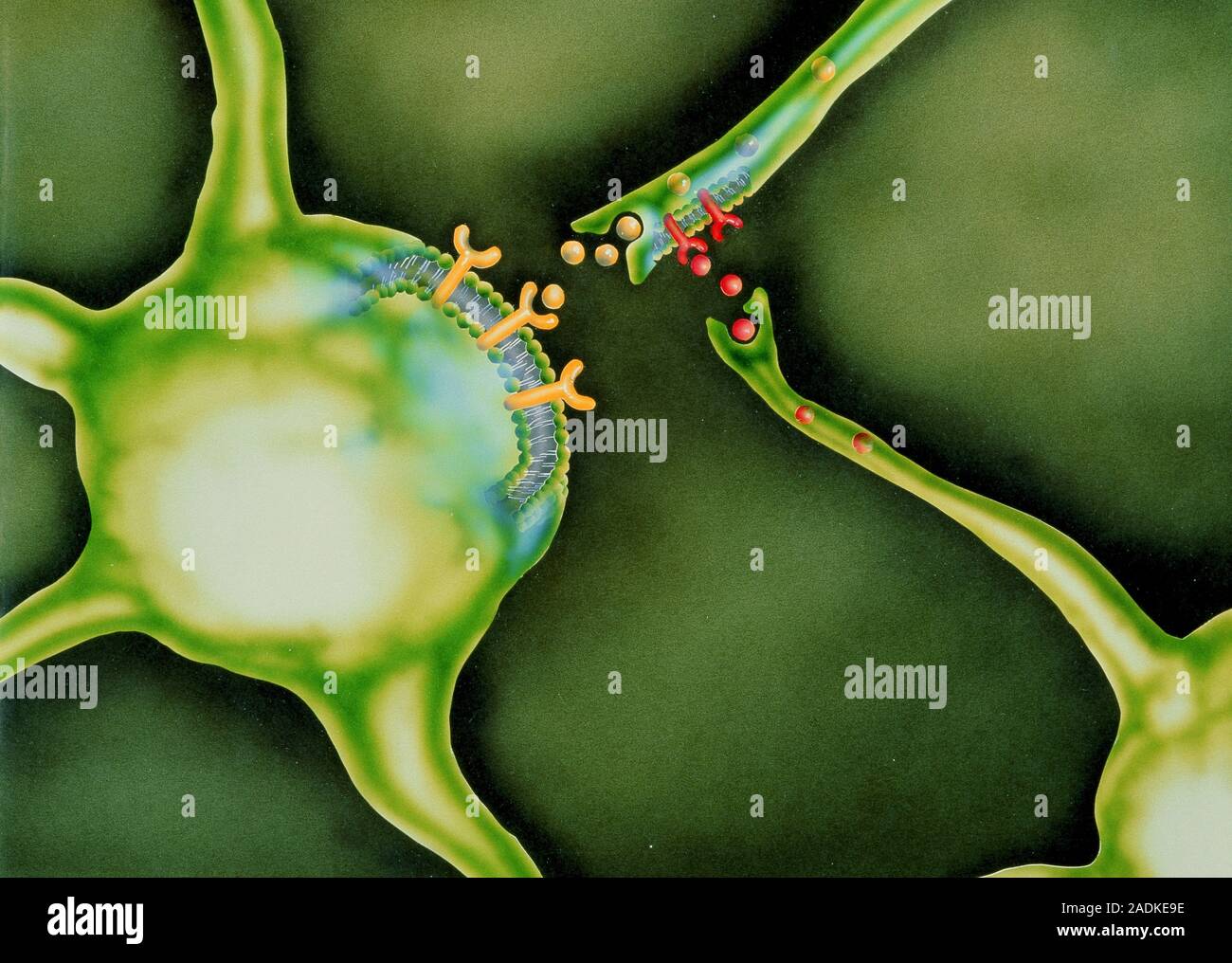 The transmission of pain. Pain messages are transmitted through a ...