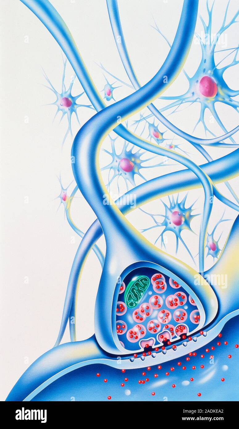 Synapse. Illustration of a synapse, the junction between two nerve ...