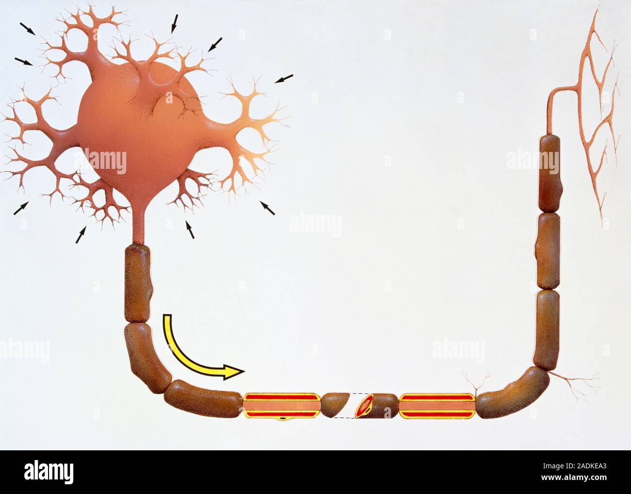 Motor neuron. Illustration of a human motor neuron (nerve cell). The ...