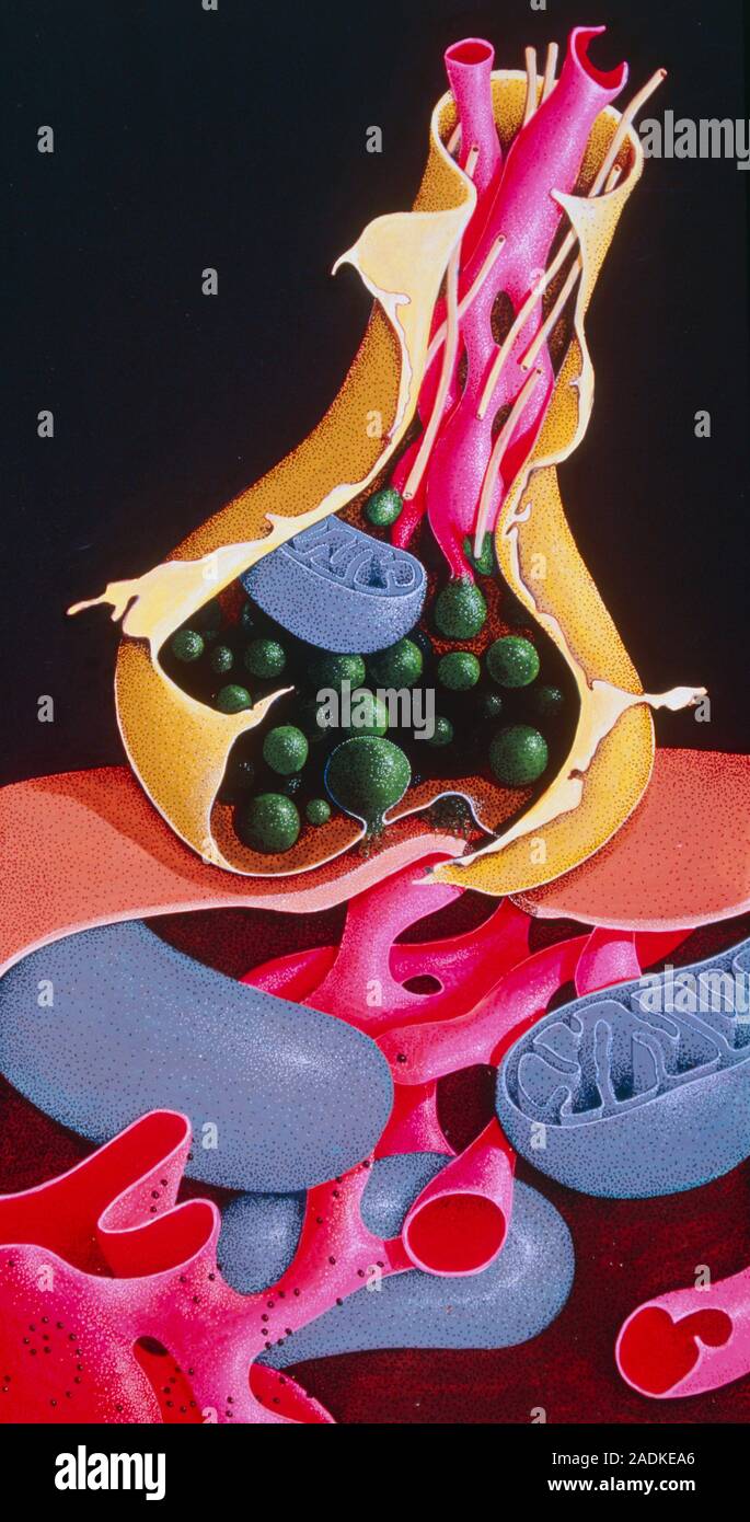 Synapse. Illustration of a synapse, the junction between two nerve ...