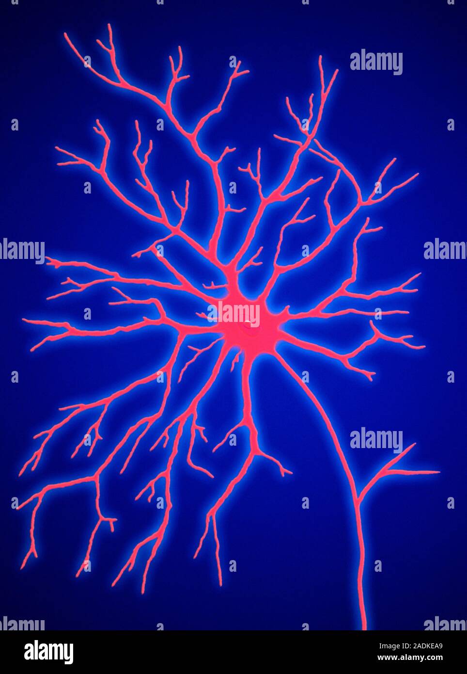 Multipolar nerve cell. Computer artwork of a nerve cell (neurone). This ...