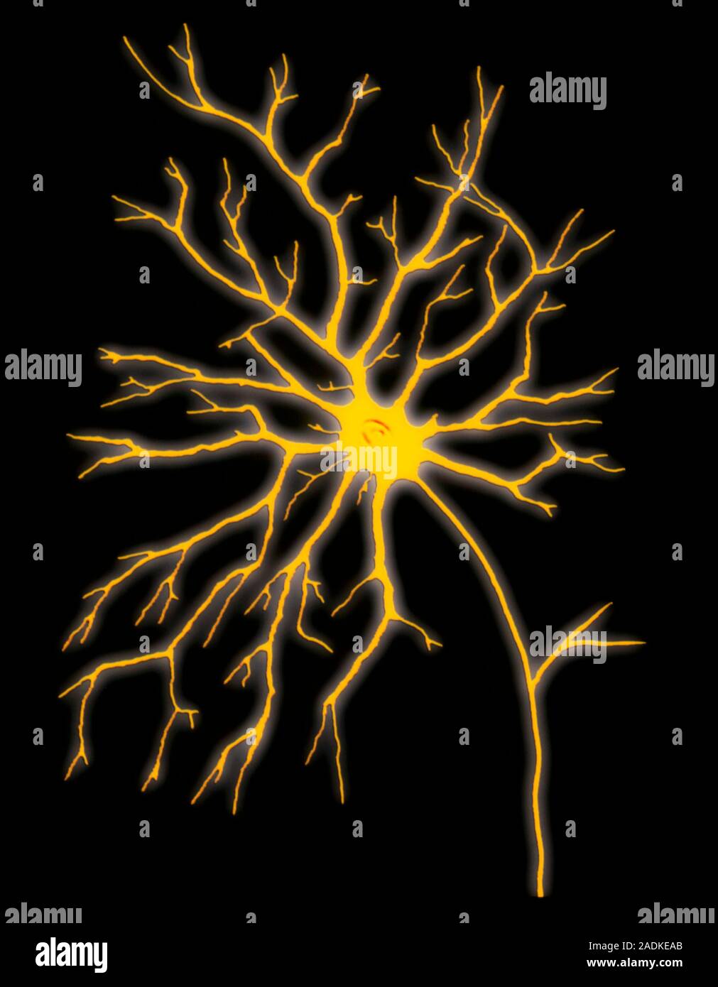 Multipolar nerve cell. Computer artwork of a nerve cell (neurone). This ...